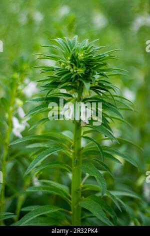 The bunch of Sesame, a family of Pedaliaceae. Green plant with a tall ...