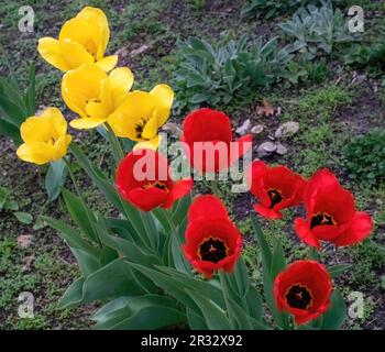 Yellow vivid tulips with leaves greenery, flowers field close-up with ...