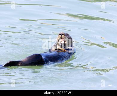 Sea otter eating clam Stock Photo - Alamy