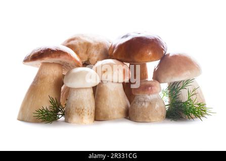The ceps isolated Stock Photo - Alamy