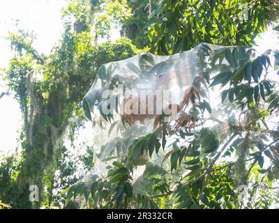 Large spider webs engulf the trees near a Georgia rest area Stock Photo ...