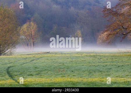 typical Devon low laying field with early morning mist, green grass a ...