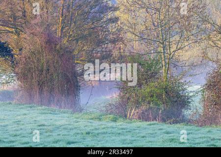 typical Devon low laying field with early morning mist, green grass a ...