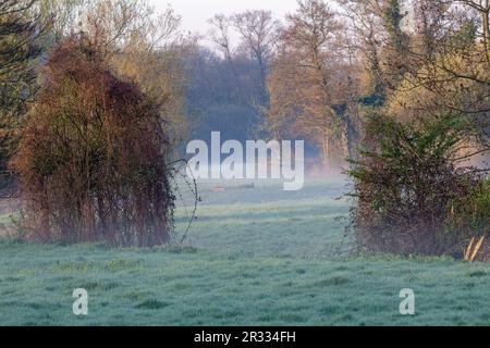 typical Devon low laying field with early morning mist, green grass a ...