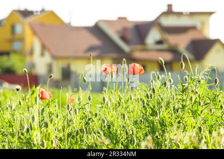Living out of town - poppies field near the house Stock Photo - Alamy