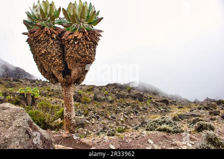 Giant Groundsel, Dendrosenecio kilimanjari, growing on the high slopes ...