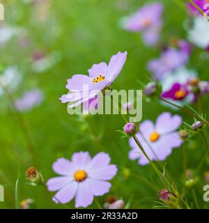 A closeup of a pretty yellow Cosmos flower with blurred background ...
