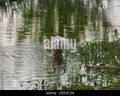 an albino Nutria, Myocastor coypus, also coypu, is a large, herbivorous ...