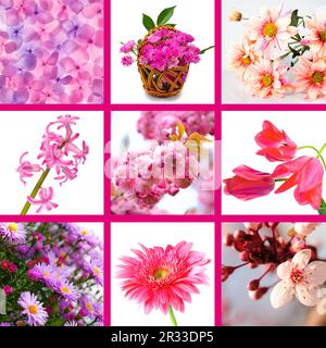 Collage of Sakura flowers Stock Photo - Alamy