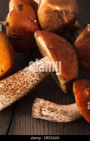 Closeup of orange-cap boletus (Leccinum) growing in European deciduous ...