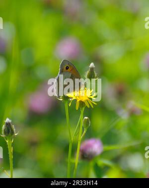 Corymbium hawkweed (Hieracium umbellatum Stock Photo - Alamy