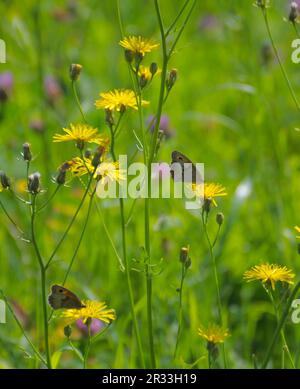 Corymbium hawkweed (Hieracium umbellatum Stock Photo - Alamy