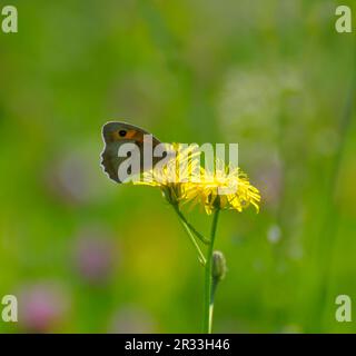 Corymbium hawkweed (Hieracium umbellatum Stock Photo - Alamy