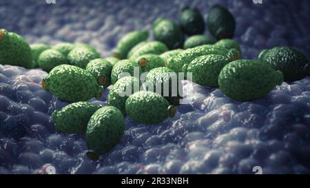 Candida albicans is a single cell fungus that is part of the ...