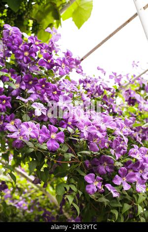 Beautiful purple clematis flowers growing on wooden fence Stock Photo ...