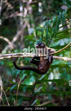 A monkey in nature. Robust capuchin monkeys are capuchin monkeys in the ...
