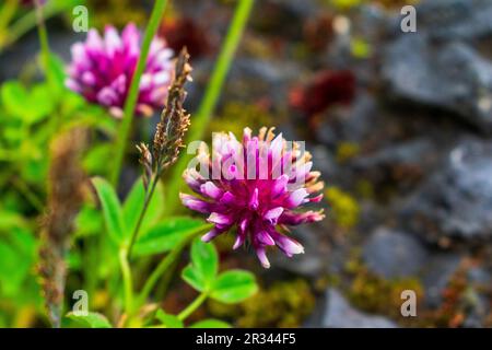 Red Clover grows along beach, Oregon Coast, USA Stock Photo - Alamy