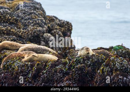 Harbor Seals laying on exposed rocks along the Oregon Coast, Yaquina ...