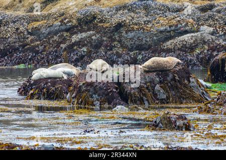 Harbor Seals laying on exposed rocks along the Oregon Coast, Yaquina ...