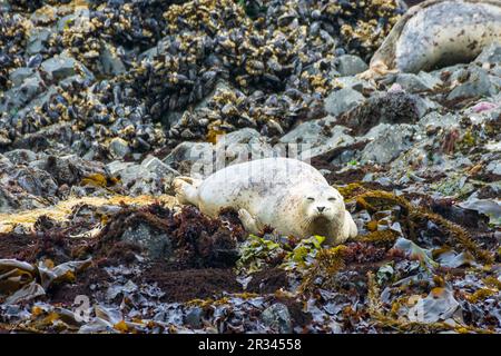 Harbor Seals laying on exposed rocks along the Oregon Coast, Yaquina ...