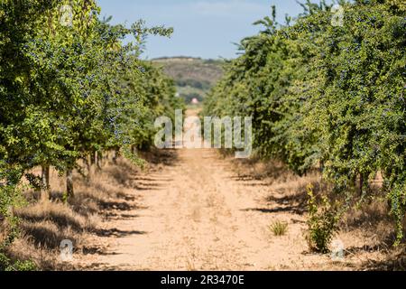 endrino, Prunus spinosa, para fabricacion tradicional de patxaran ...