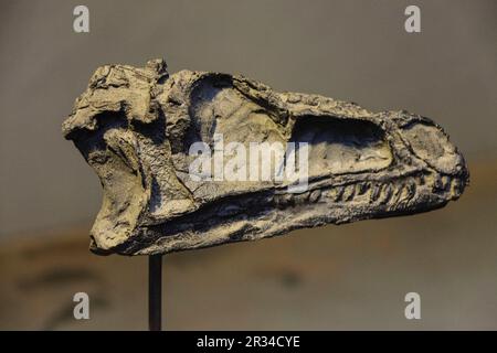 cranium of Eoraptor lunensis, 235 million years ago, Dinosauria ...