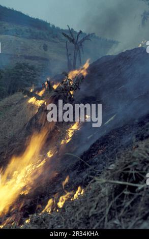 Bush fire and Cat and Burn of Agriculture Land near the Town of Menghai ...
