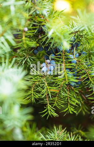 a branch of juniper with blue berries Stock Photo - Alamy