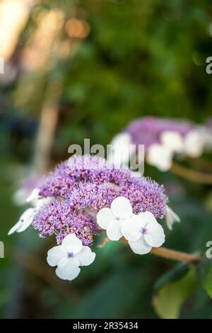 Flowering velvet hydrangea (Hydrangea sargentiana Stock Photo - Alamy