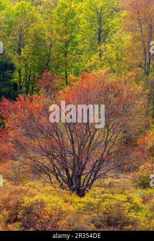 A wooded swamp in spring in Pennsylvania's Pocono Mountains Stock Photo ...