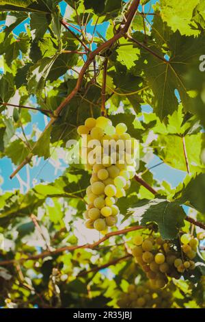 Grapevine on a bush Stock Photo - Alamy