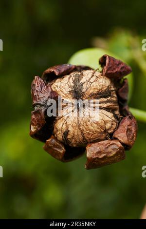 Walnuts on the tree FoodCollection Stock Photo - Alamy