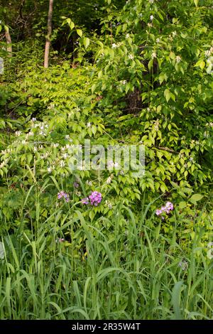 Springtime in the Midwest Stock Photo - Alamy