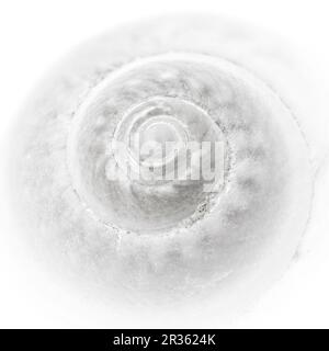 Sea snail, square format Stock Photo - Alamy