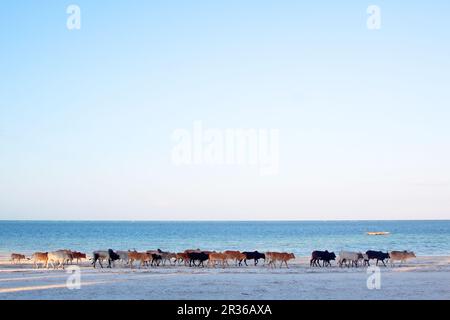 Cows on the beach in Zanzibar Stock Photo - Alamy