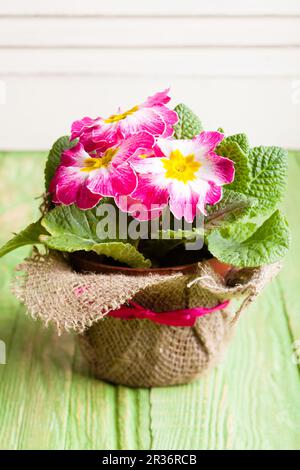 Pink primula flowers. Spring decor Stock Photo - Alamy