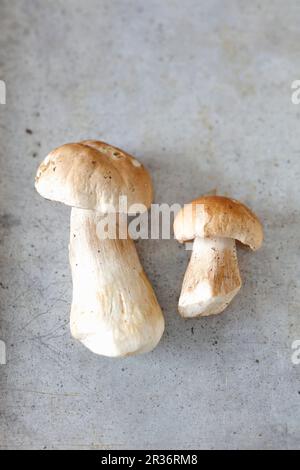Two fresh ceps Stock Photo - Alamy