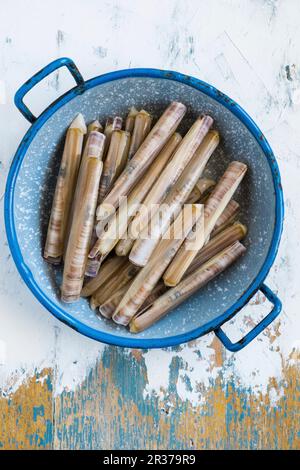 A top view of mussel shells and razor shells on a beach Stock Photo - Alamy