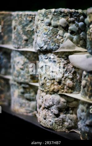 Cheddar maturing in a cave in Wookey Hole, Somerset, England Stock ...