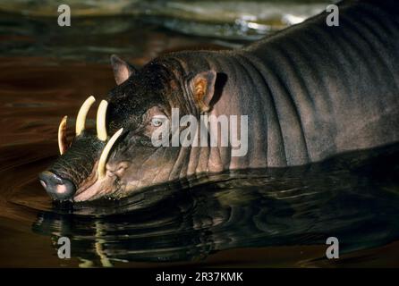 Moluccan babirusa (Babyrousa babyrussa), pigs, ungulates, mammals ...