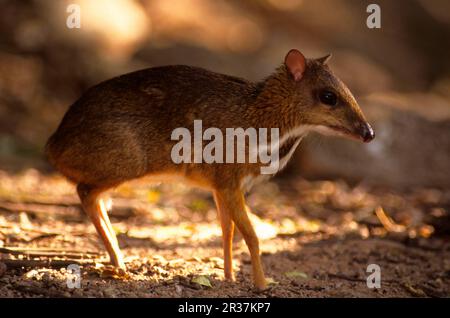 lesser Malay chevrotain, lesser mouse deer (Tragulus javanicus), lying ...