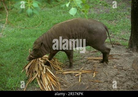 Moluccan babirusa (Babyrousa babyrussa), Pigs, Ungulates, Even-toed ...