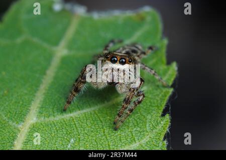Bronze Jumping Spider (Eris militaris Stock Photo - Alamy