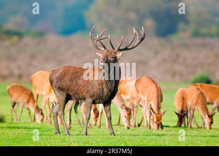 Red deer male and female wallowing in mud in fall during rut Stock ...