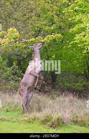 Red deer, hind legs, back view, detail, red deer, deer, ruminant ...