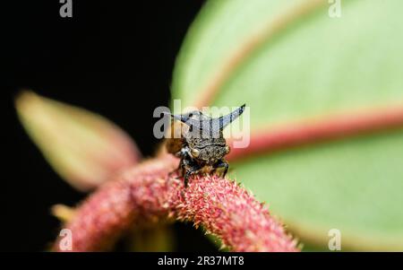 Close up a strange treehopper (horned tree hopper) on tree branch and ...