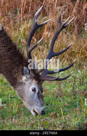 Red Deer on the Isle of Jura Stock Photo - Alamy