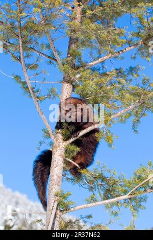 North American Marten or Fisher climbing a dead tree showing teeth in ...