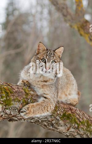 Bobcat, Lynx rufus, Captive, Minnesota, USA Stock Photo - Alamy