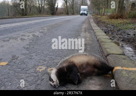 Eurasian Badger (Meles meles) dead adult on road, roadkill, Devon ...